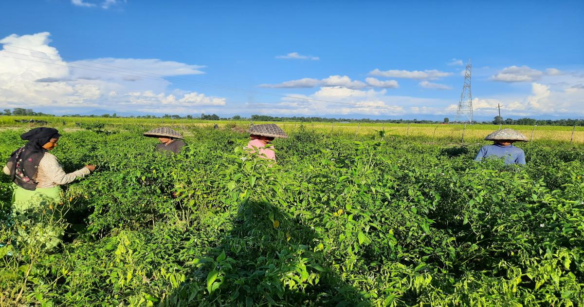 Manipur farmers watched helplessly as strict lockdown reduced crop to waste