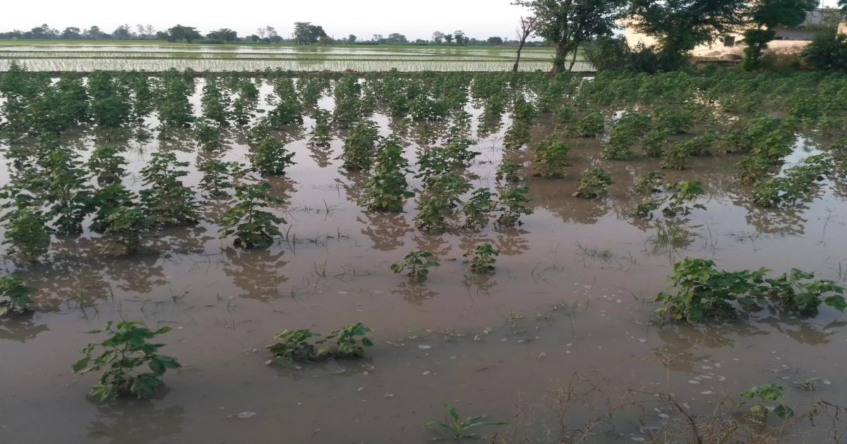 Pesticides overkill in Punjab killing friendly insects that control ...