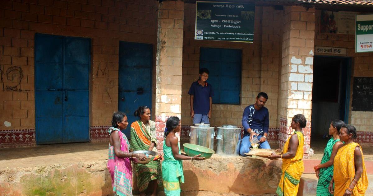 Koraput tribal women rise above the rest, save traditional rice variety ...