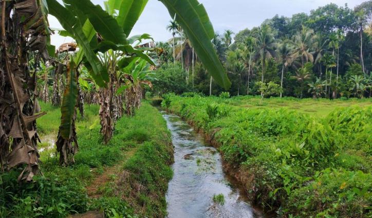 Traditional climate-smart agriculture system ‘Barahnaja’ saves the day ...
