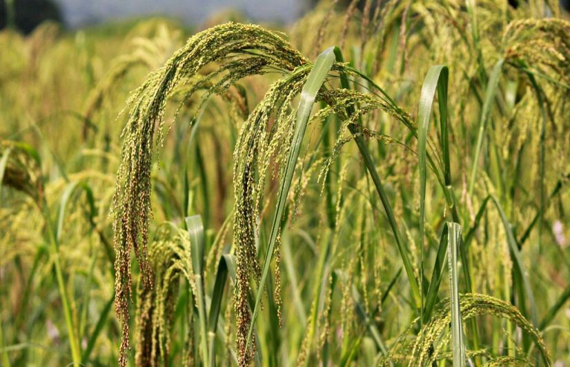 Millets vs Malnutrition: Reviving the super crop via nutrient-rich ...