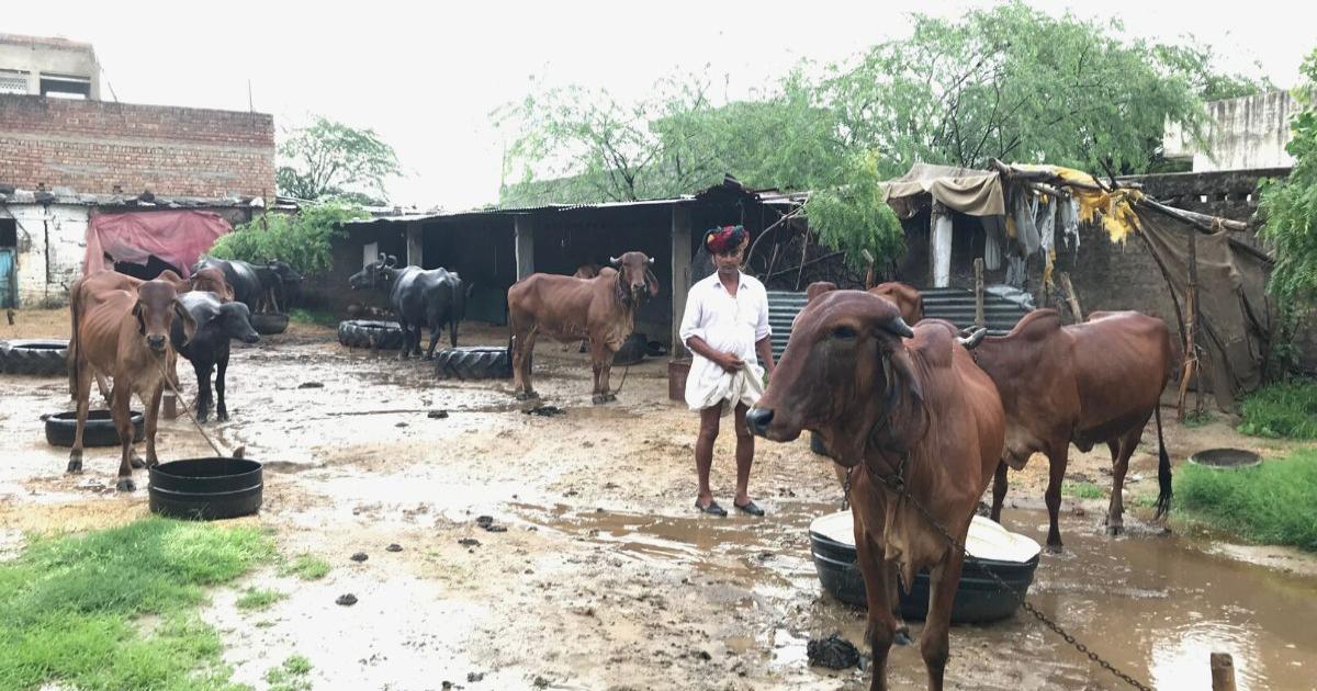 Rajasthan's cattle farmers hack the pasture problem, but climate change ...