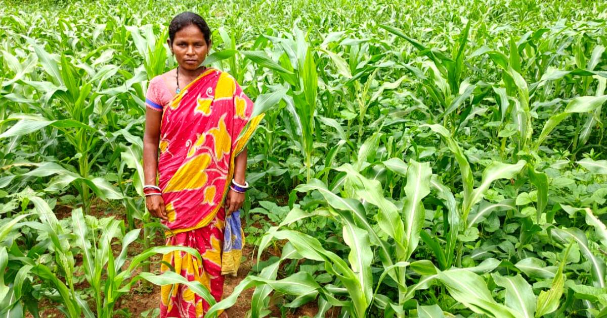 From cotton to millets: Rayagada's tribal farmers make a switch