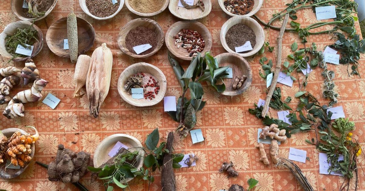 In Nilgiris, forest rights unlikely to bring back wild foods into ...