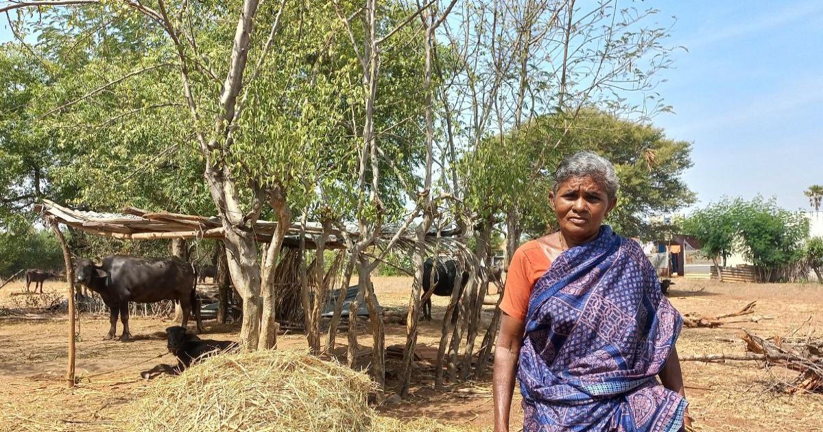 Uthukuli butter: The case of missing buffaloes and a small town’s identity