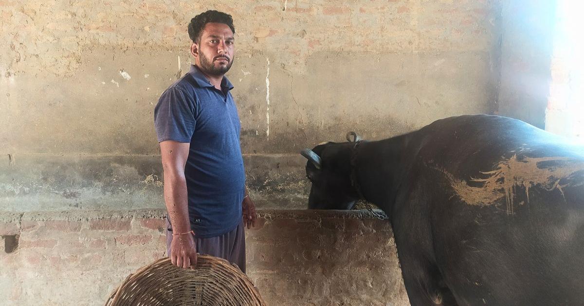 Makki ka achar is the new favourite of cattle rearers in Punjab