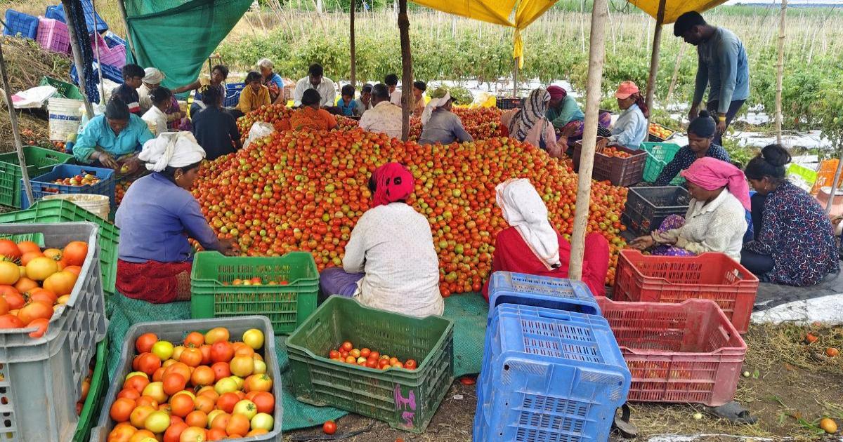 Back to Classroom: Maharashtra’s farmers are turning to a peer-run ...